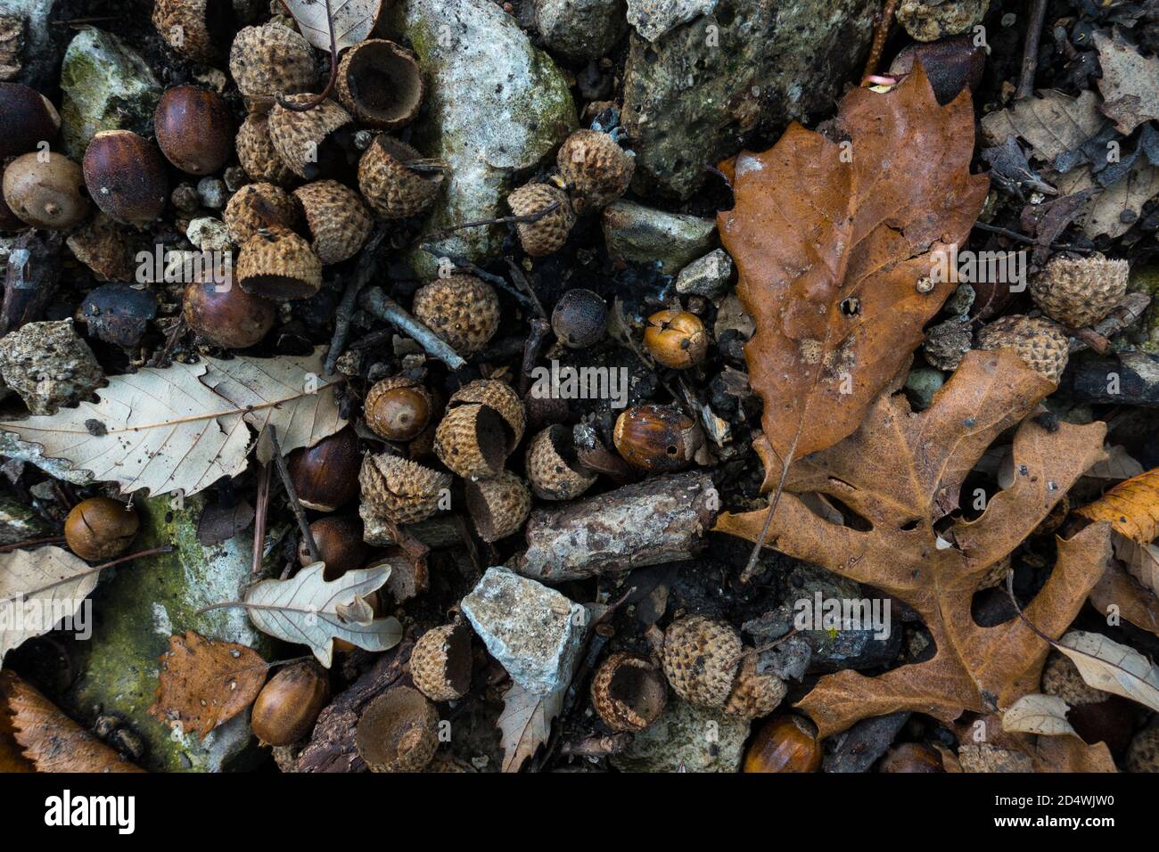 Fall acorns hi-res stock photography and images - Alamy