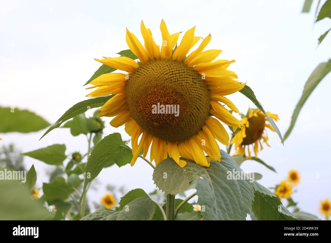 Sunflowers illuminated sun hi-res stock photography and images - Alamy