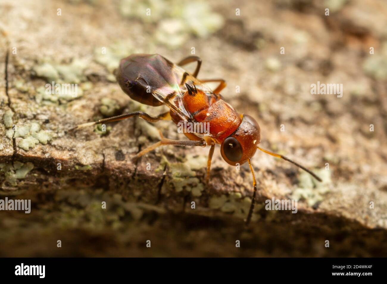Encyrtid Wasp (Encyrtus sp Stock Photo - Alamy