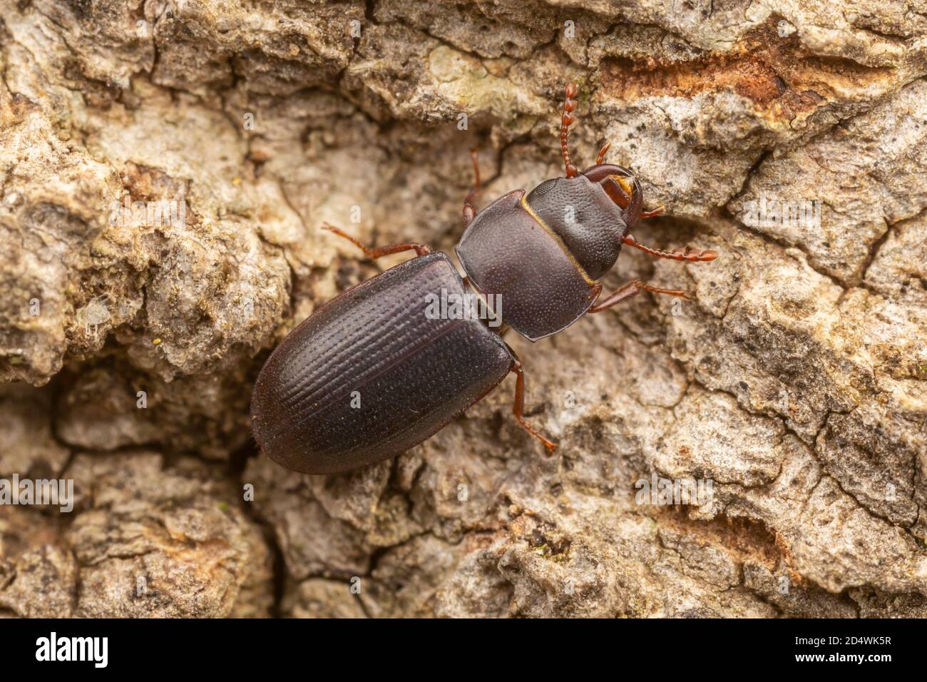 Cleroidea beetles hi-res stock photography and images - Alamy