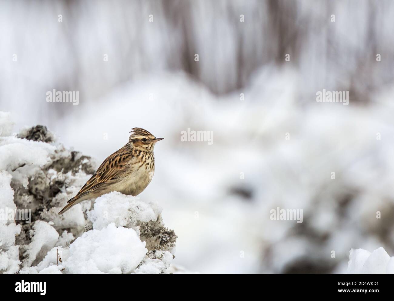 Wood lark hi-res stock photography and images - Alamy