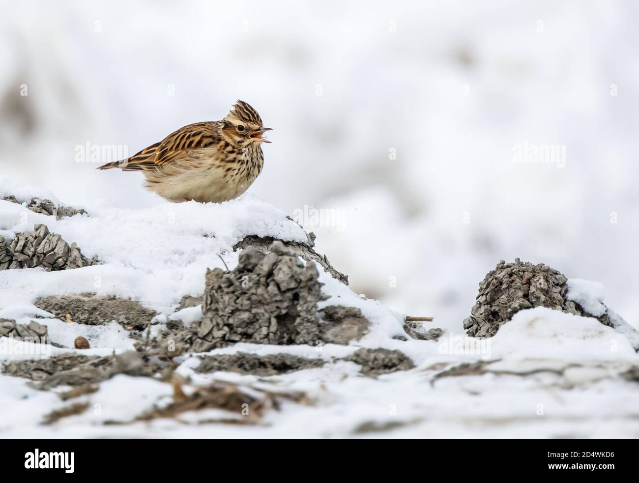 Wood lark hi-res stock photography and images - Alamy