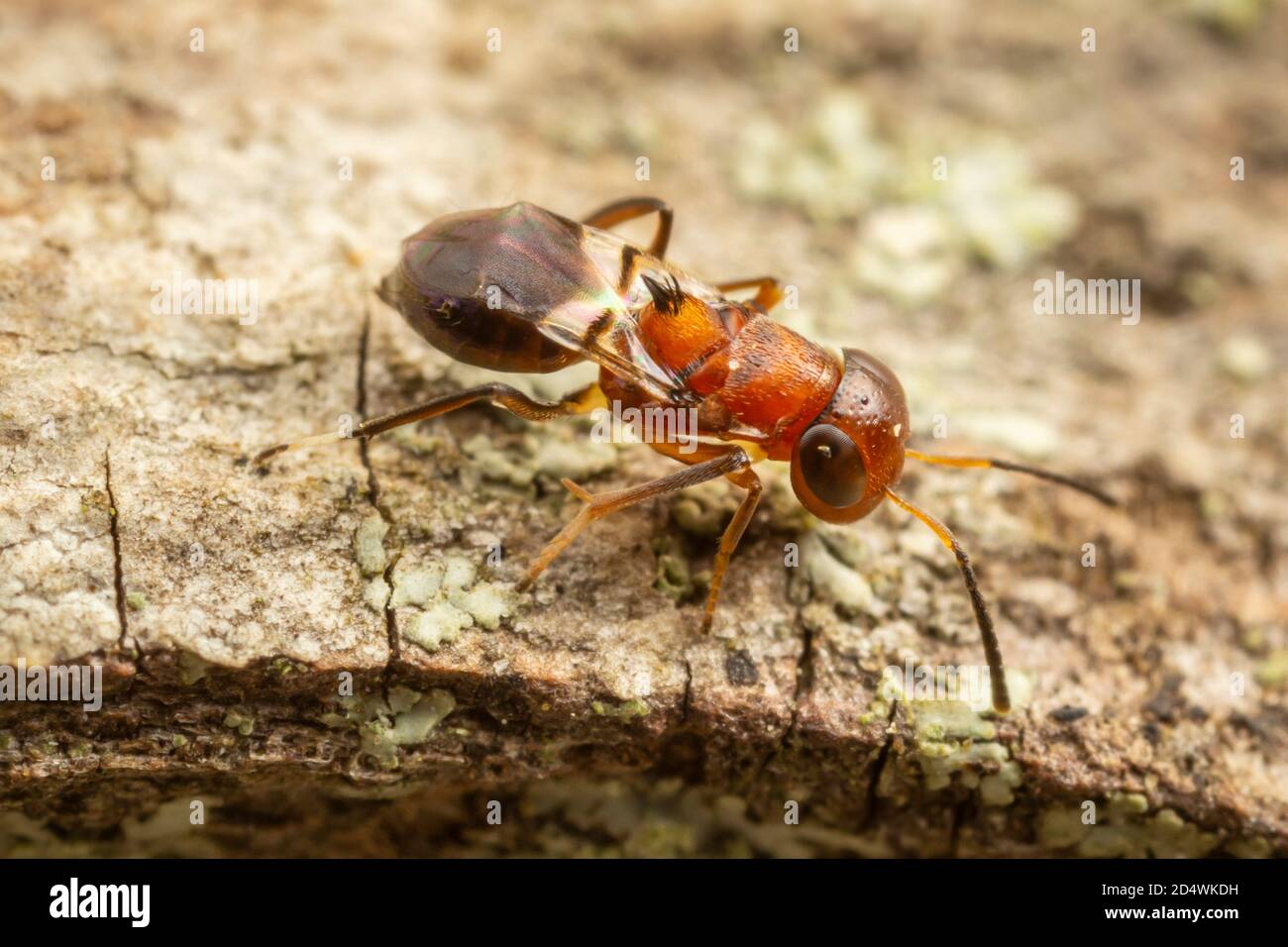 Encyrtid Wasp (Encyrtus sp Stock Photo - Alamy