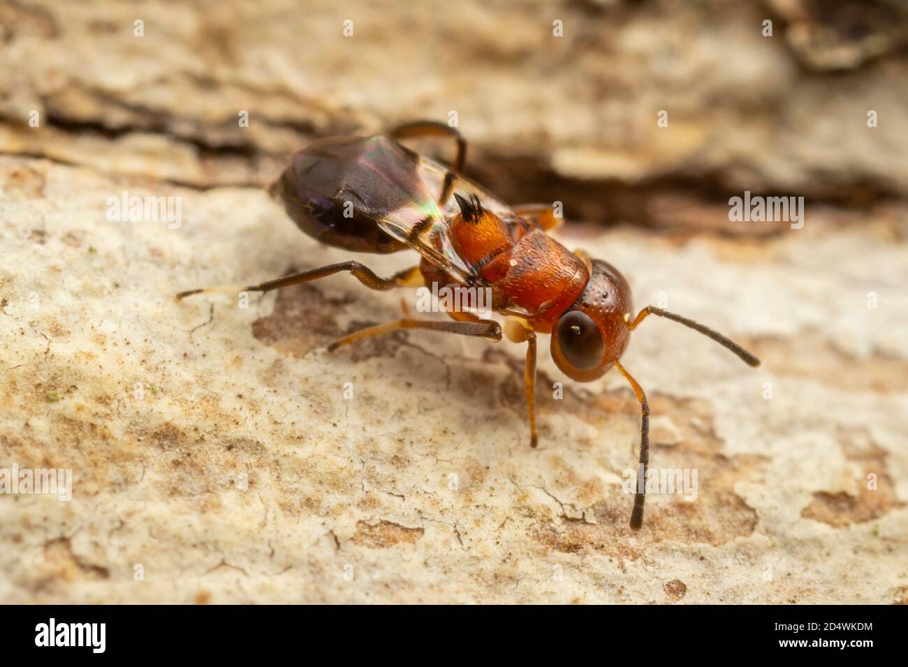 Encyrtid Wasp (Encyrtus sp Stock Photo - Alamy