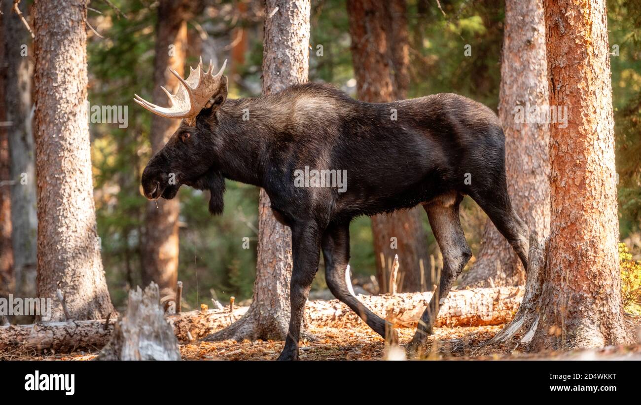 Magnificent moose walking through an Idaho forest Stock Photo - Alamy