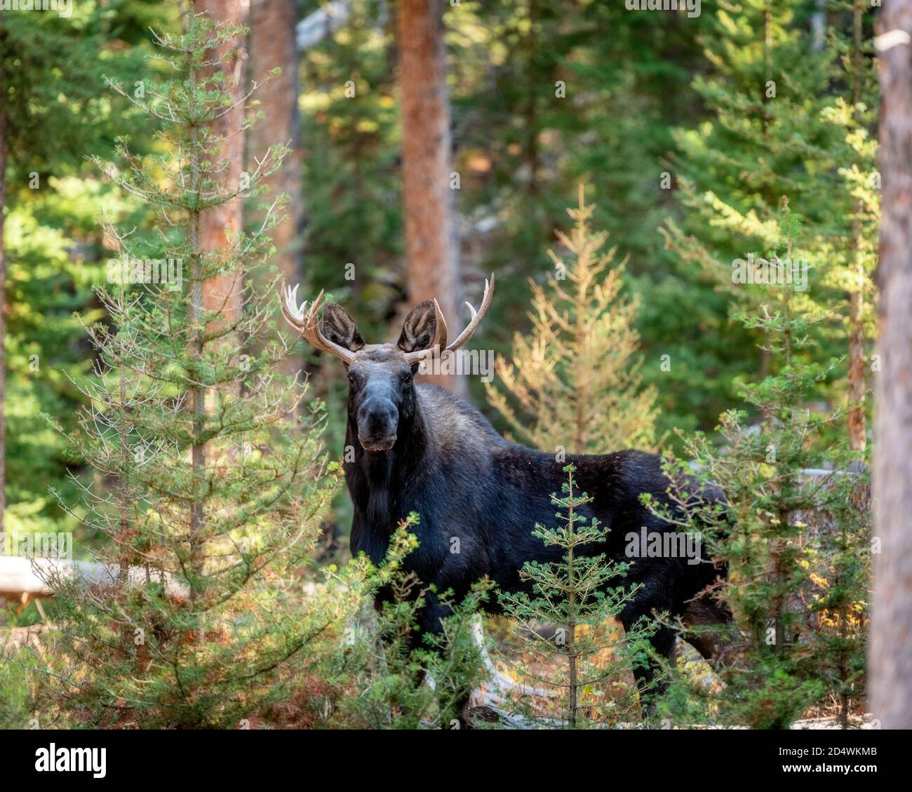 Wild moose hi-res stock photography and images - Alamy