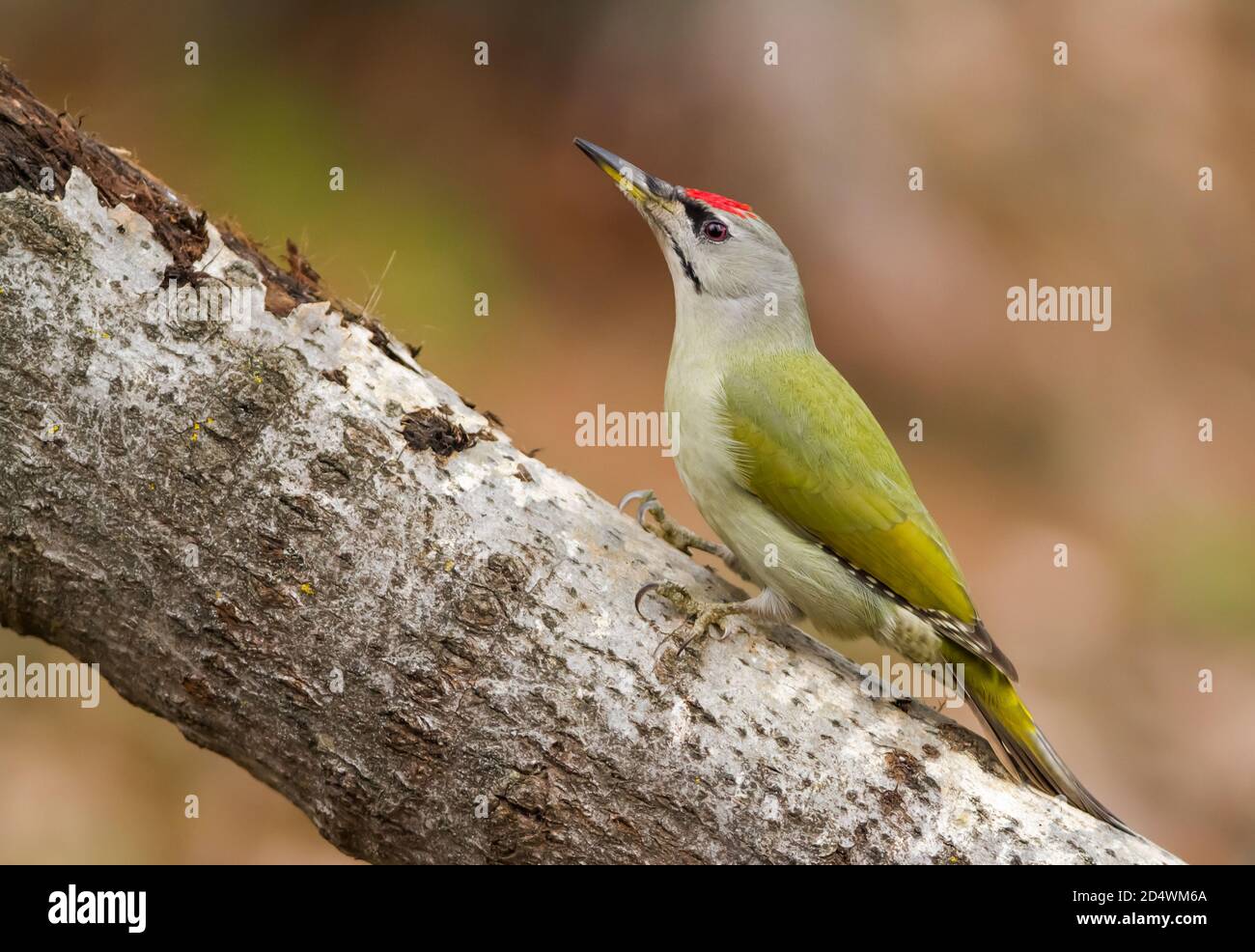 Grey headed woodpeckers hi-res stock photography and images - Alamy