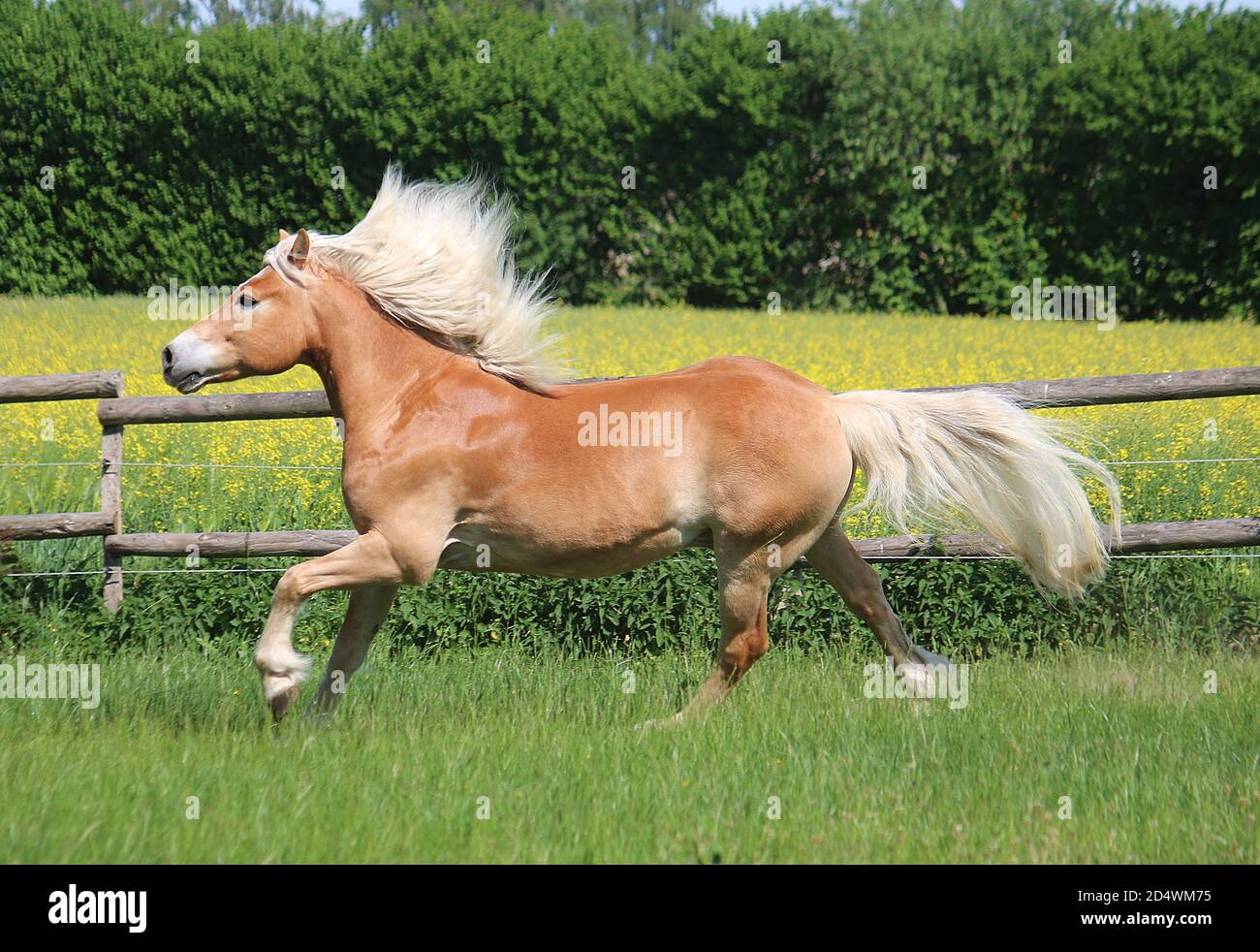 Beautiful haflinger horse running on the paddock Stock Photo - Alamy