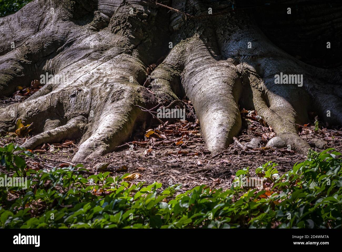 Tree roots looking like toes of a prehistoric animal Stock Photo - Alamy