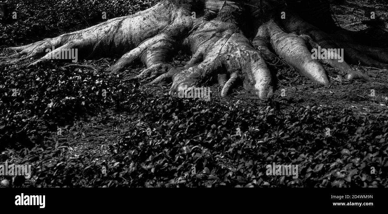 Treezilla look of large tree roots Stock Photo - Alamy