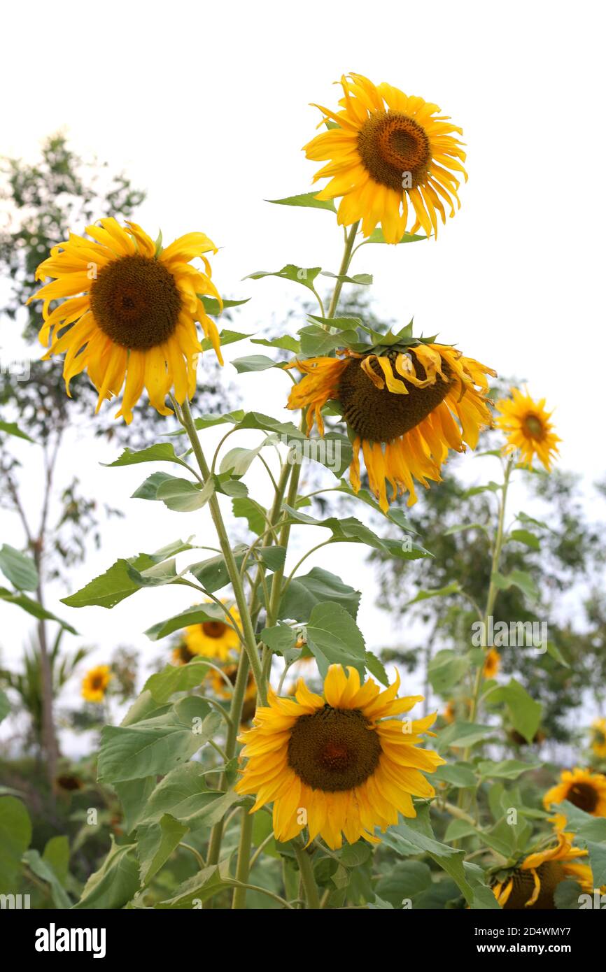 Beautiful blossoming sunflowers hi-res stock photography and images - Alamy