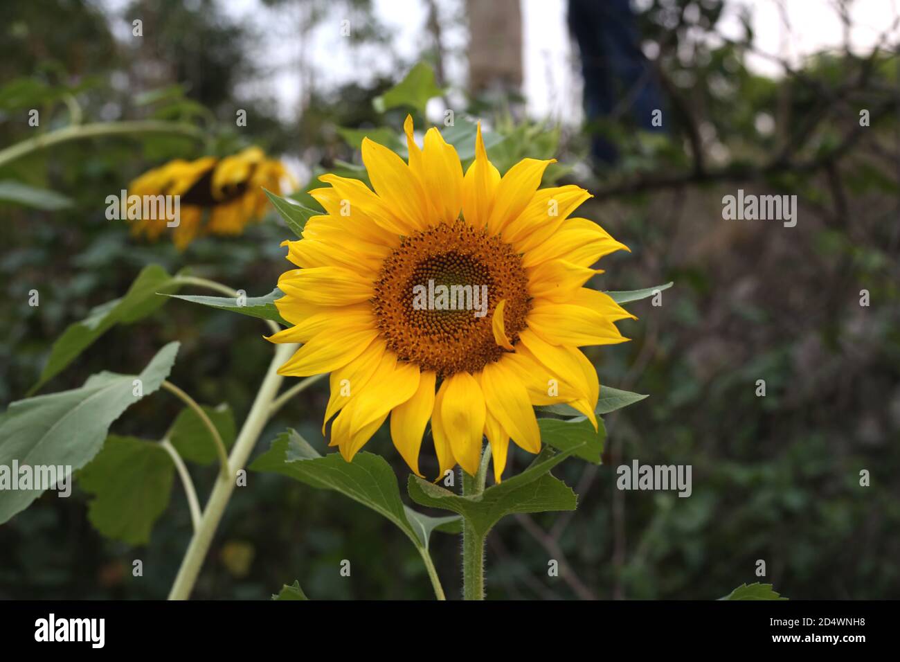 Beautiful blooming sunflowers hi-res stock photography and images - Alamy