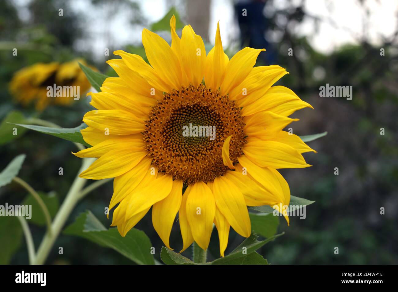 Beautiful blooming sunflowers hi-res stock photography and images - Alamy