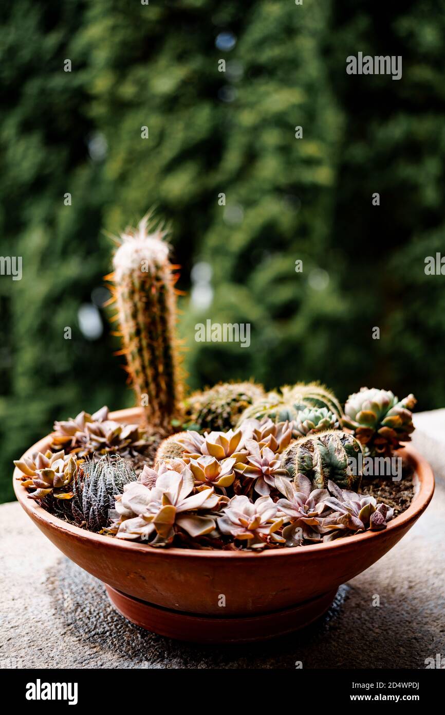 Brown clay flower pot with cacti and succulents Stock Photo - Alamy