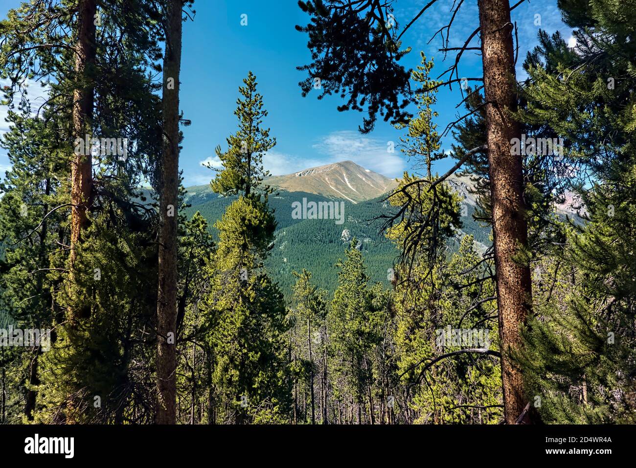 View of Mount Elbert, highest peak in Colorado, second highest in lower ...