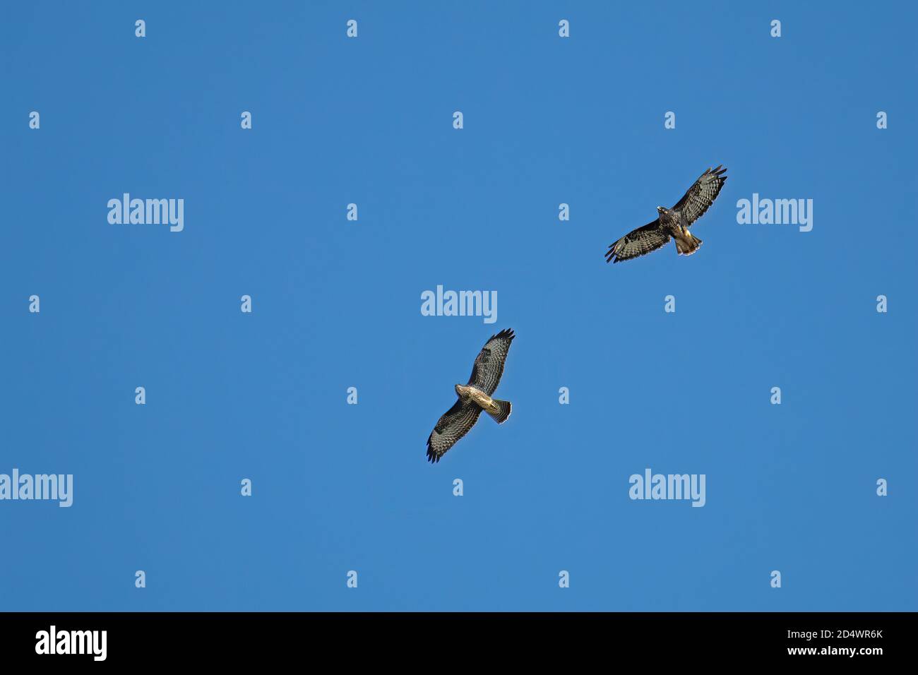Pair of buzzards hi-res stock photography and images - Alamy