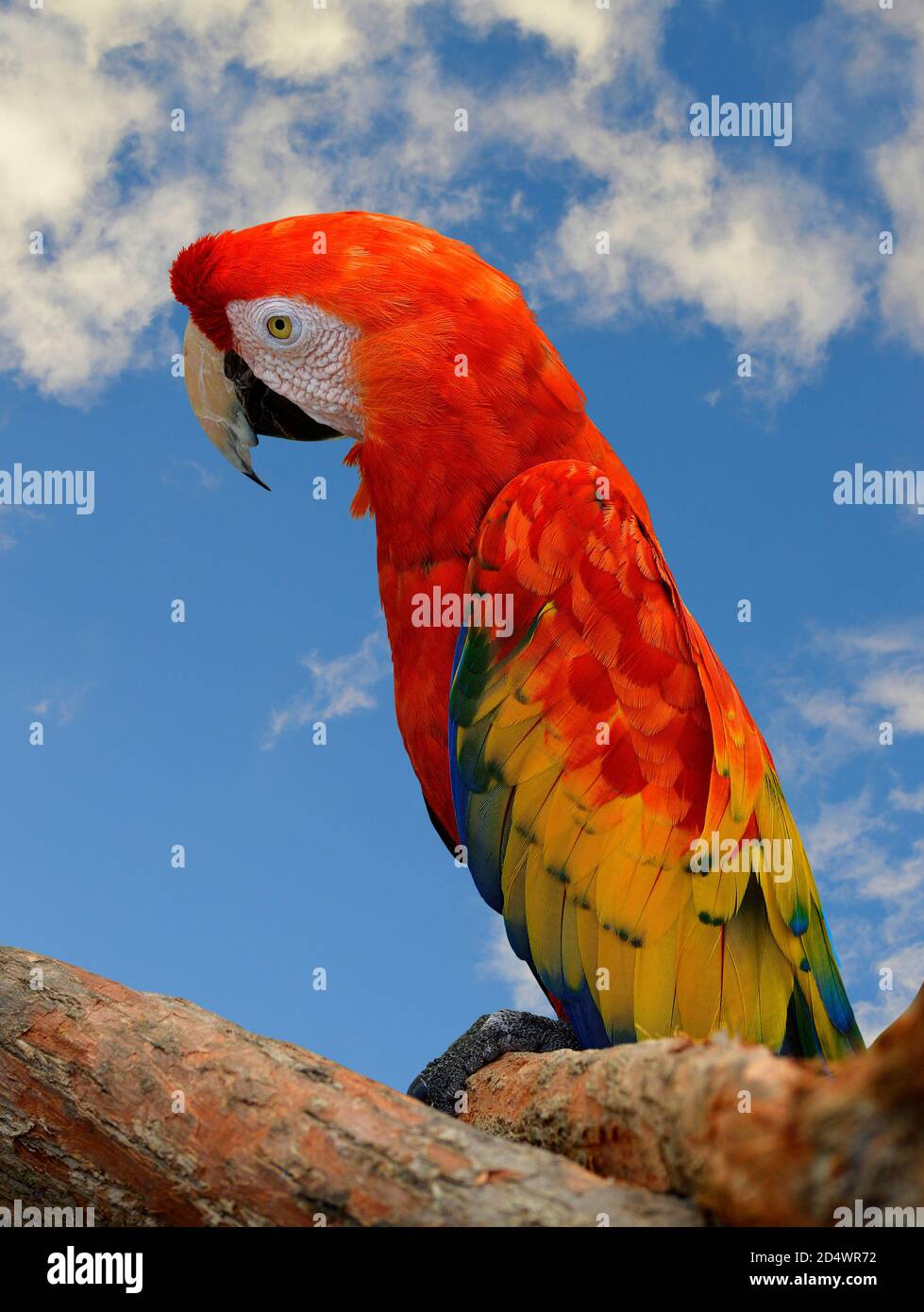 Scarlet macaw ara macao parrot hi-res stock photography and images - Alamy
