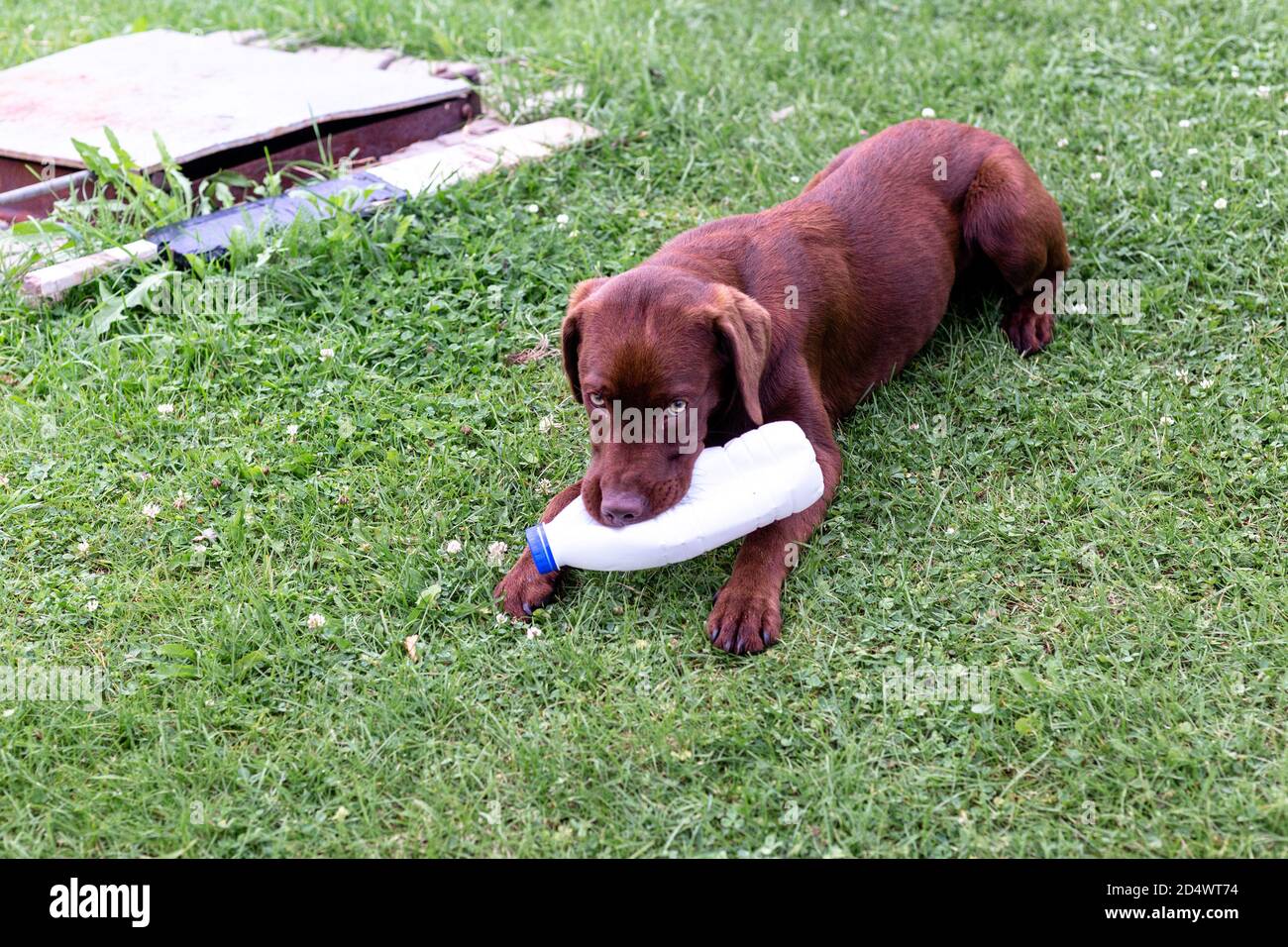 Brown labrador puppy playing with a plastic bottle Stock Photo - Alamy