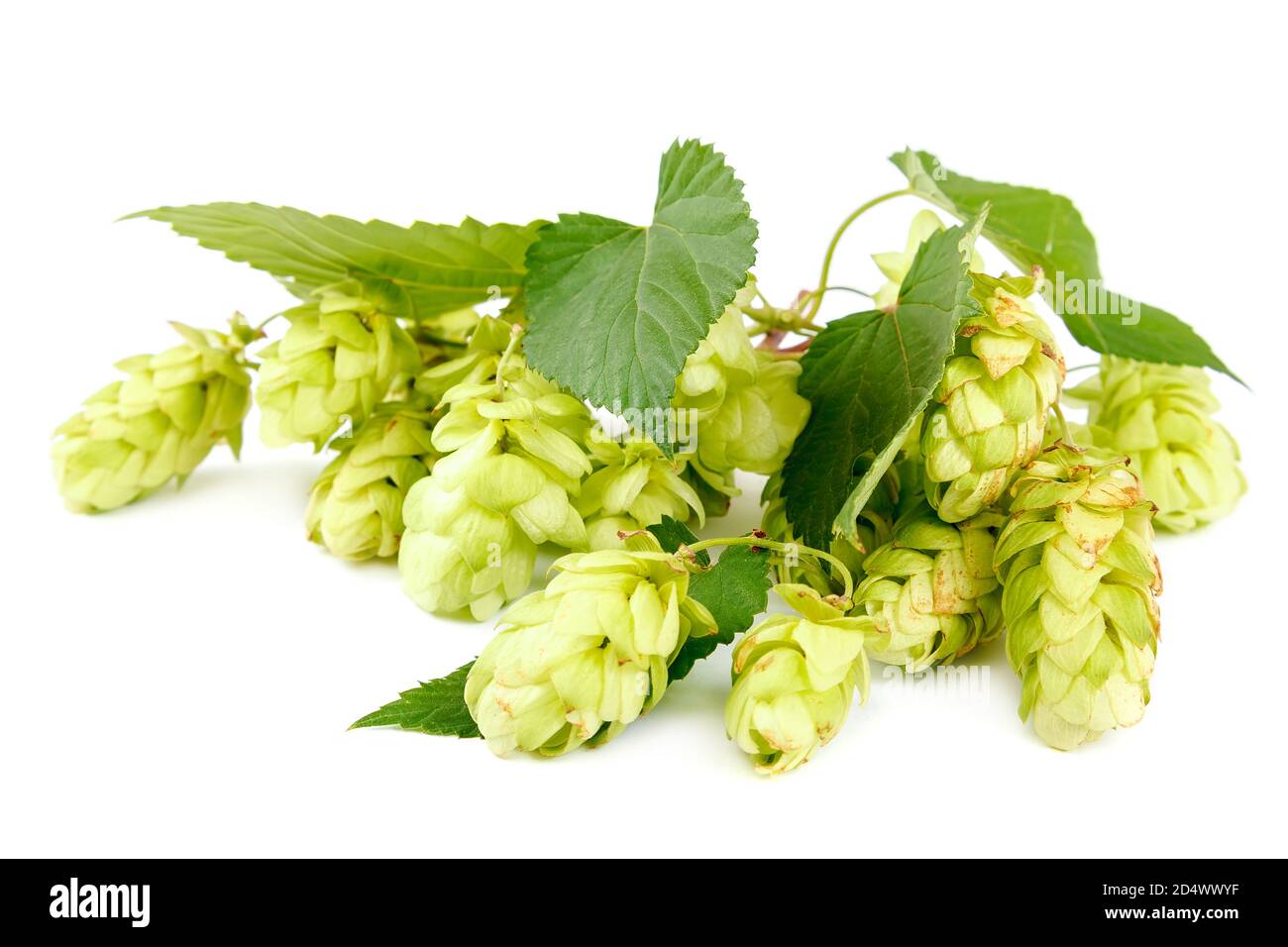 Branch with hops close-up isolated on white background Stock Photo - Alamy
