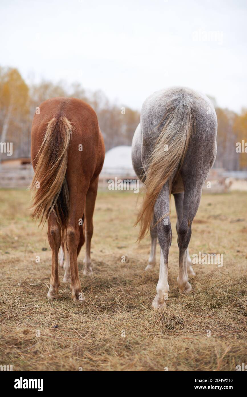 Two Horses On Pasture Back View Stock Photo - Alamy