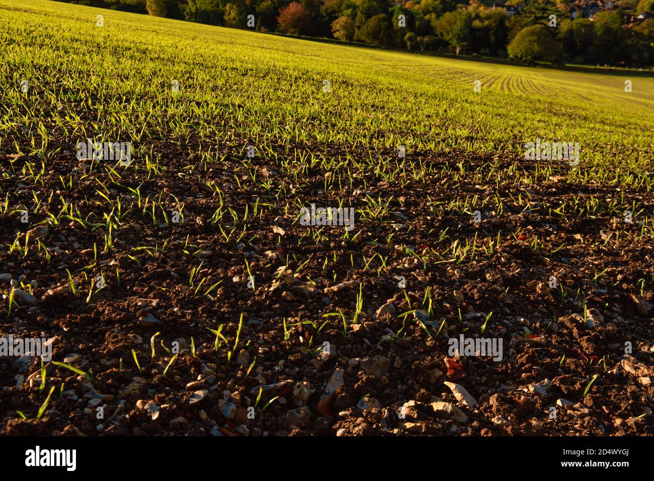 Fields of wheatgrass around Amersham in Autumn, England Stock Photo - Alamy