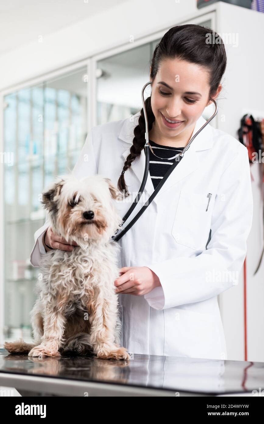 Specialist examining sick dog in clinic Stock Photo - Alamy