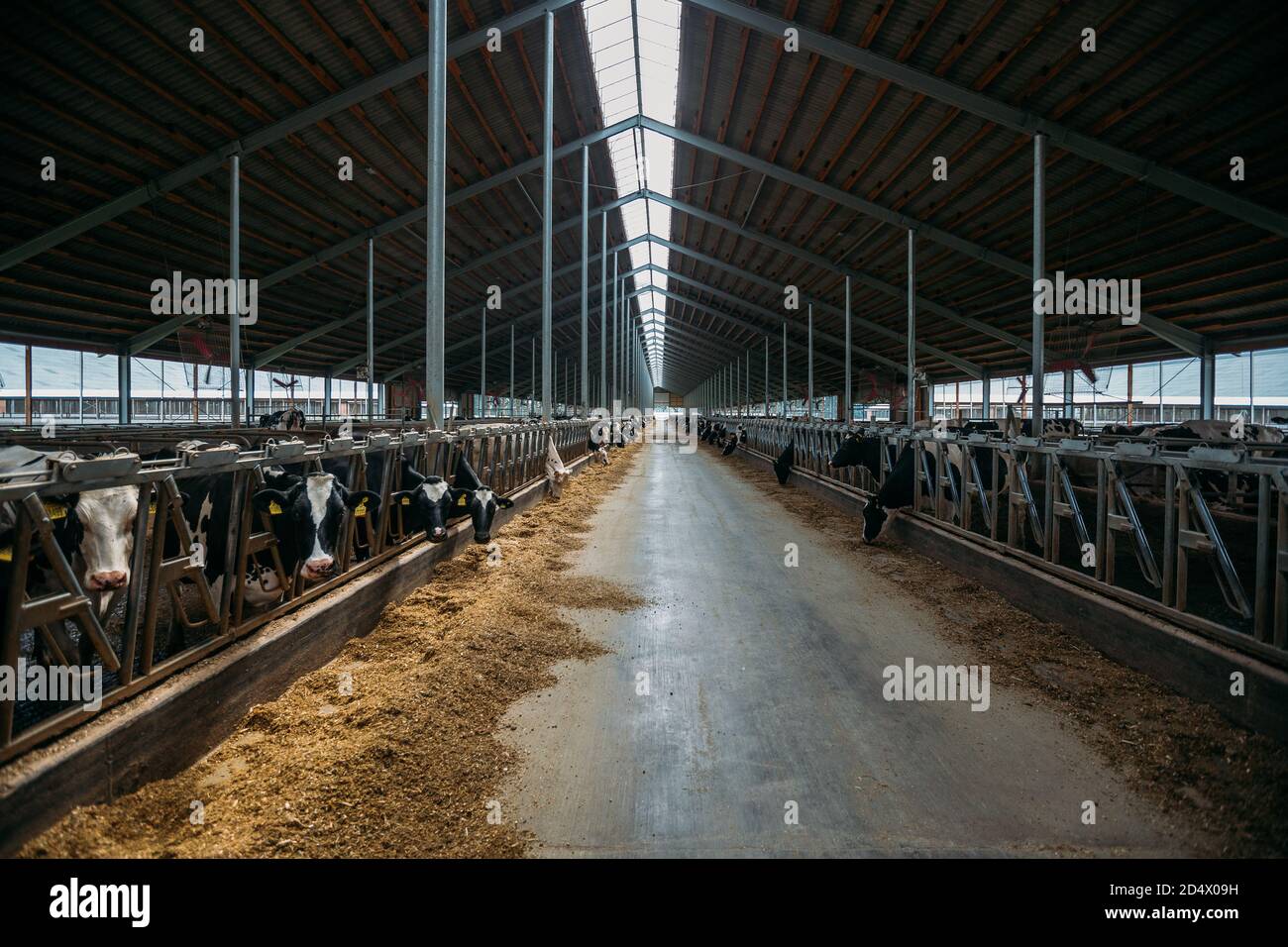 Diary cows in modern free livestock stall Stock Photo - Alamy