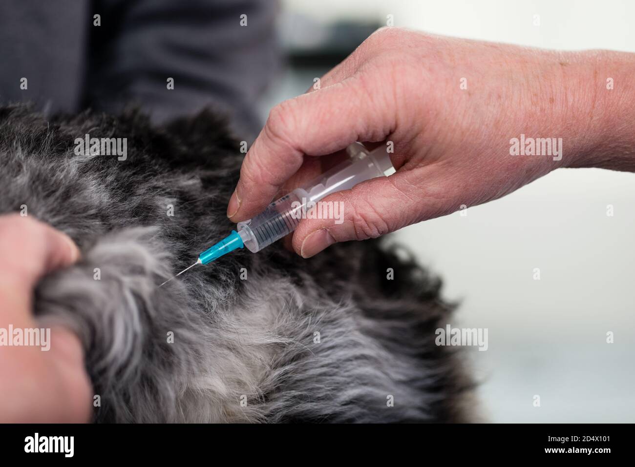 Veterinarian giving injection sick hi-res stock photography and images ...