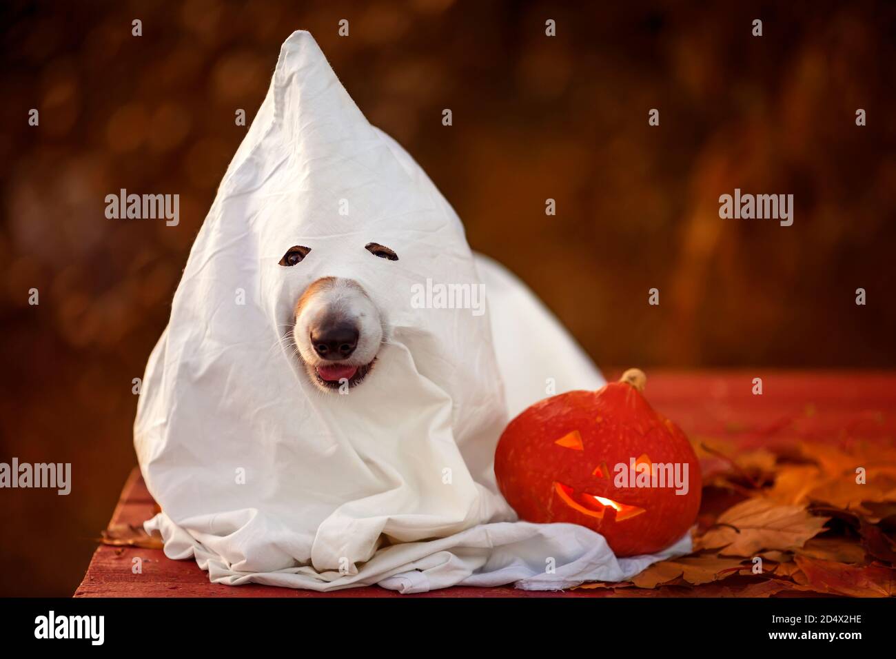 funny dog in a sheet as a Ghost with a burning pumpkin on Halloween eve ...