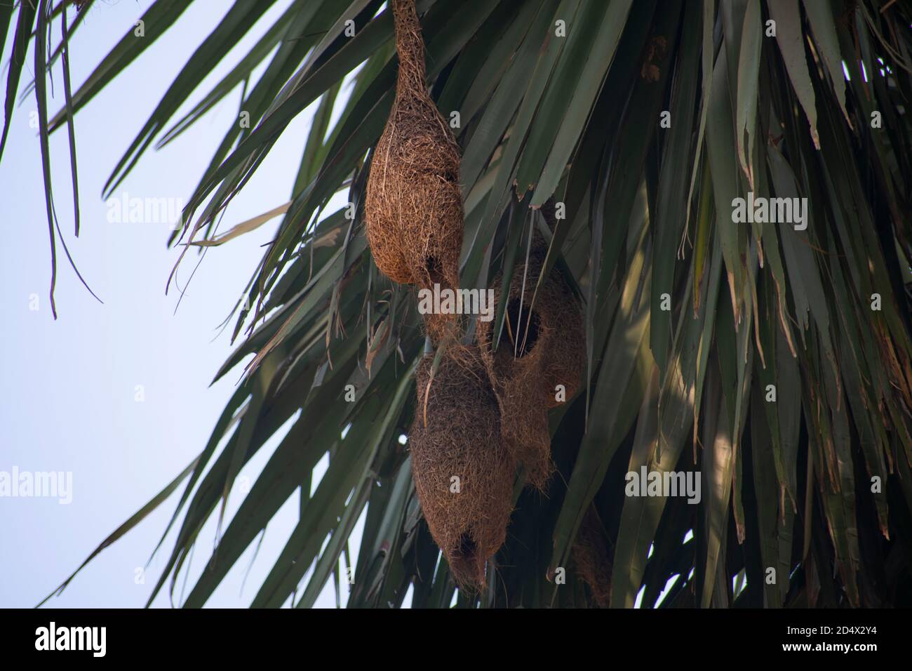 Baya bird hi-res stock photography and images - Alamy