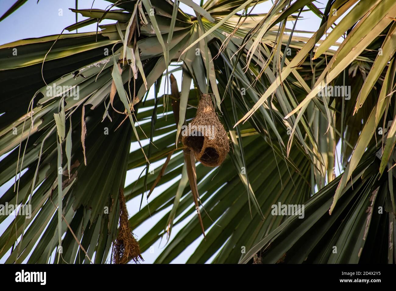 Tailor bird hi-res stock photography and images - Alamy