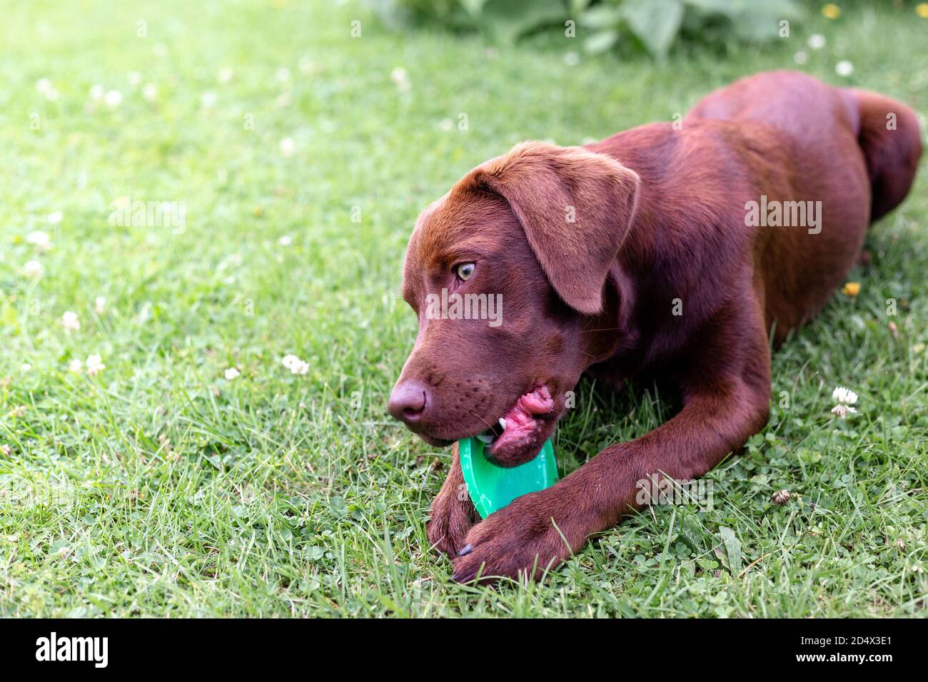 Labrador retriever playing with frisbee hi-res stock photography and ...