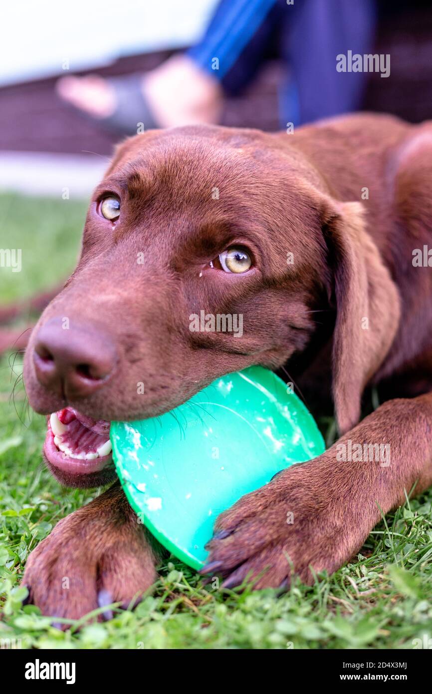 Chocolate labrador with frisbee hi-res stock photography and images - Alamy