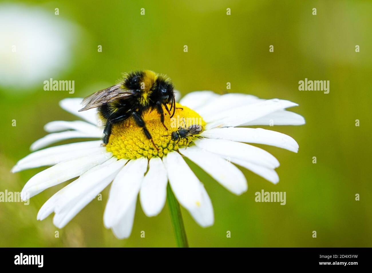 Bumblebee sucking nectar from beautiful hi-res stock photography and ...