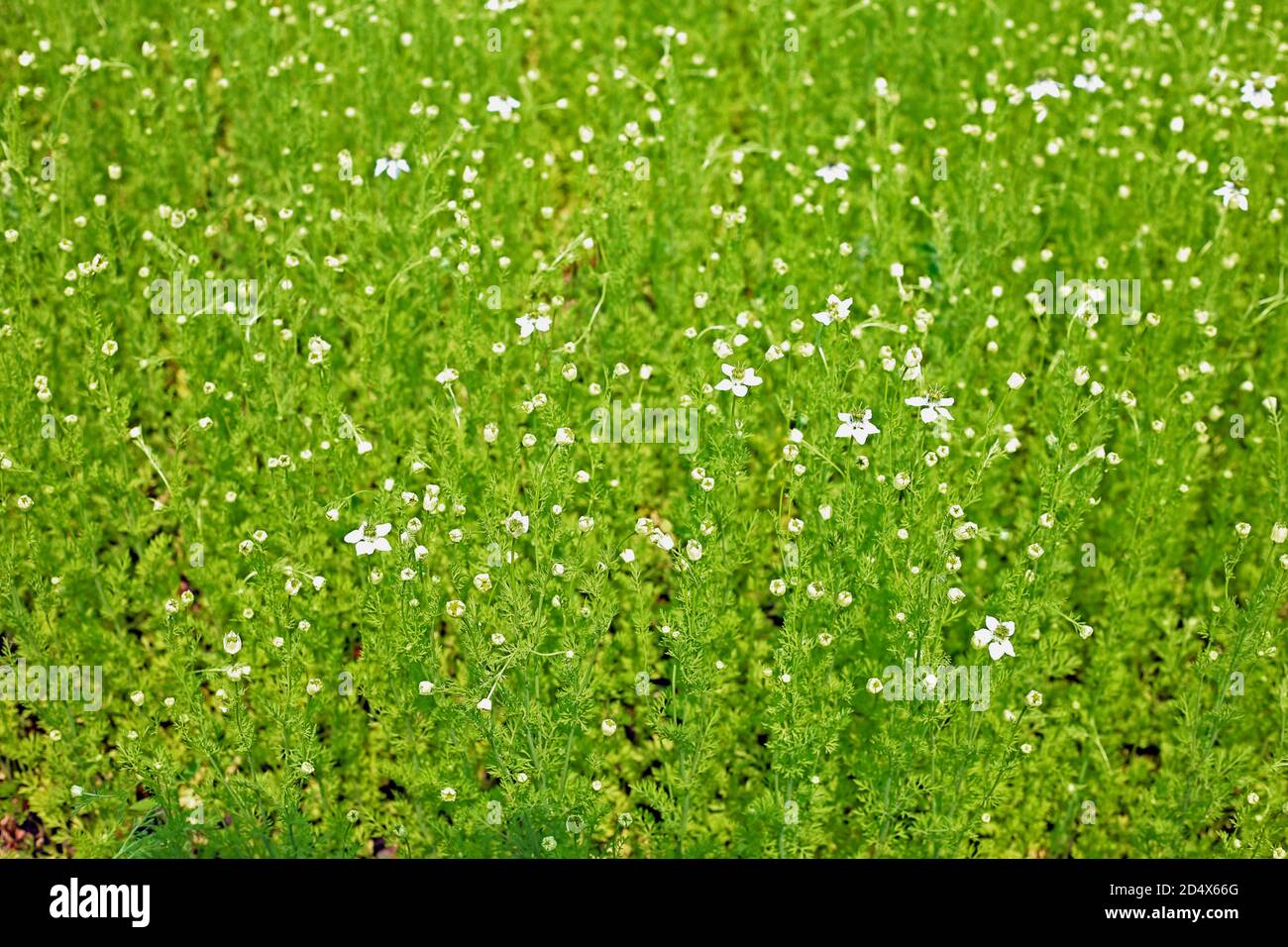 Green black cumin plant growing on the field with flower Stock Photo ...