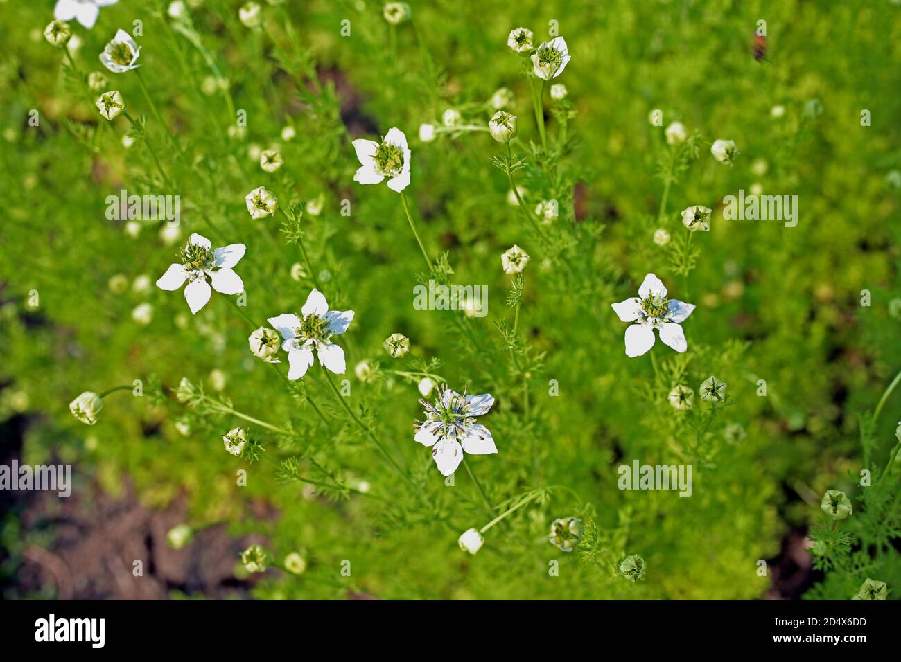 Black cumin seed benefits hi-res stock photography and images - Alamy