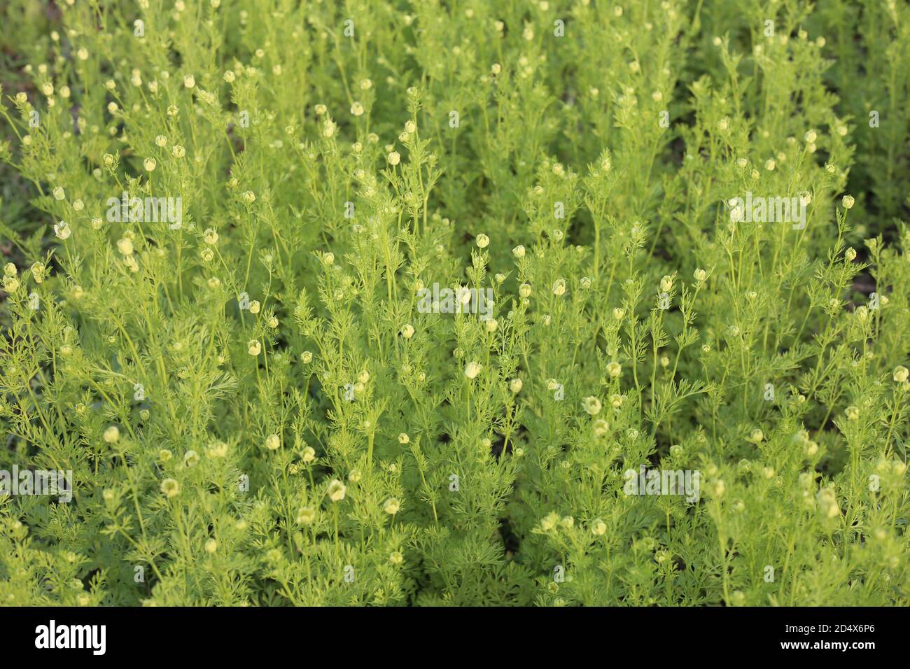 Green black cumin plant growing on the field with flower Stock Photo ...