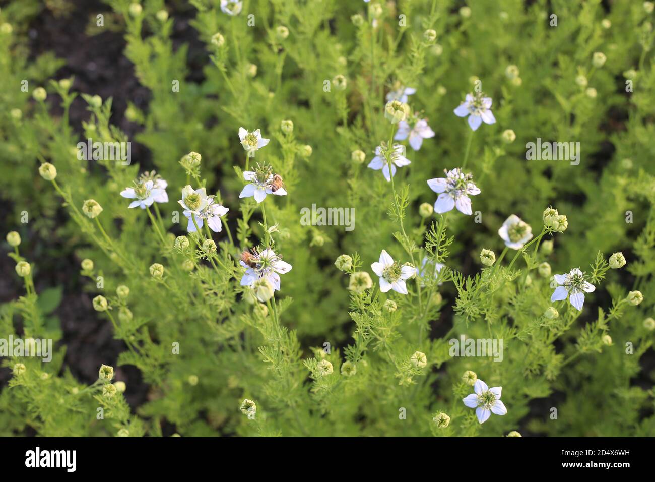 Green black cumin plant growing on the field with flower Stock Photo ...