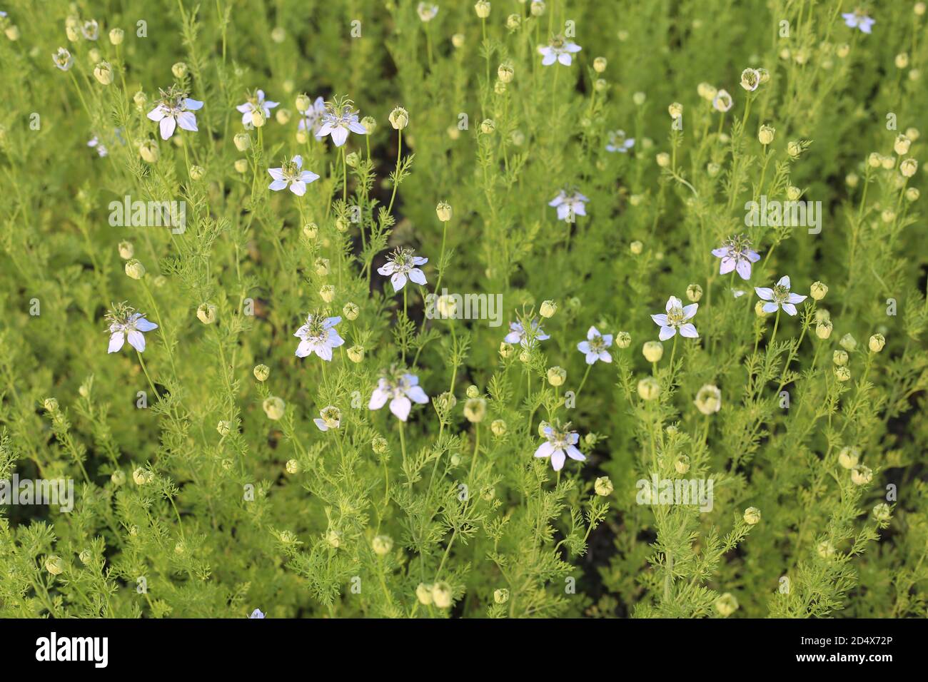Green black cumin plant growing on the field with flower Stock Photo ...