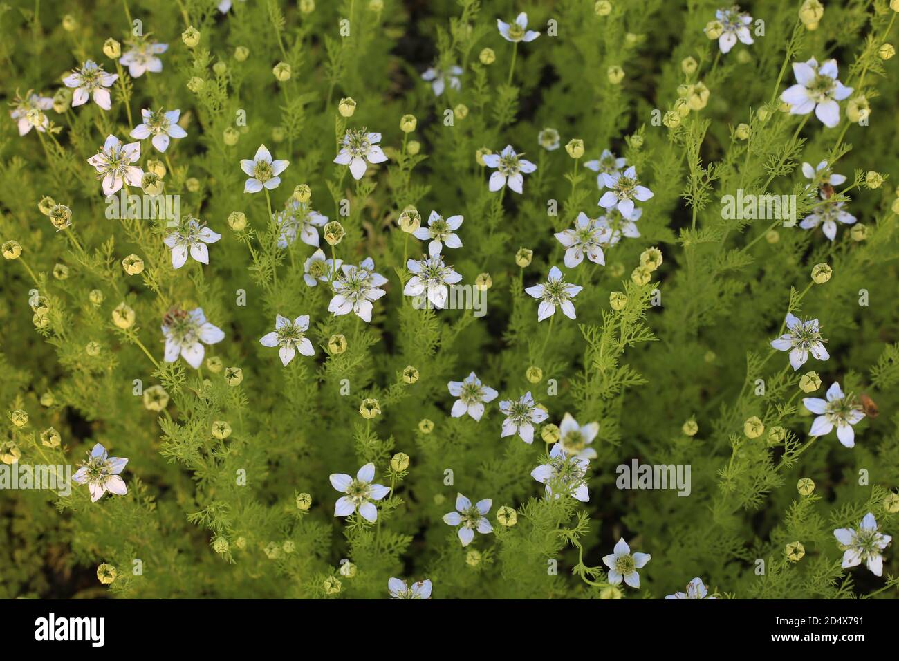 Green black cumin plant growing on the field with flower Stock Photo ...