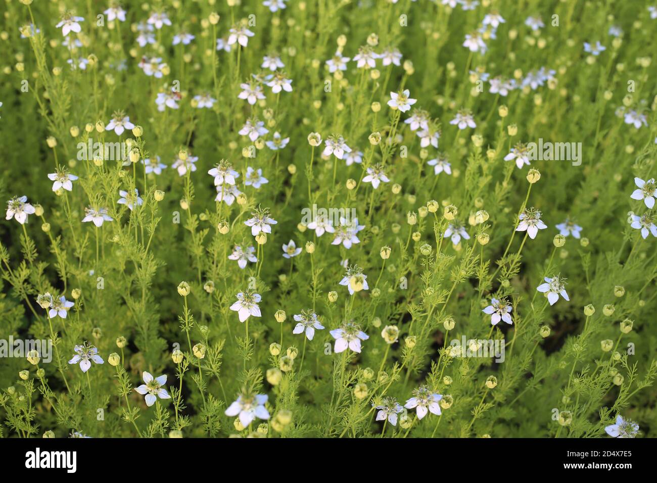 Green black cumin plant growing on the field with flower Stock Photo ...