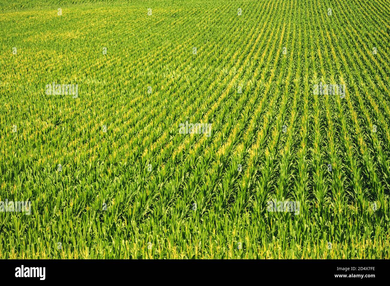 Growing corn hi-res stock photography and images - Alamy