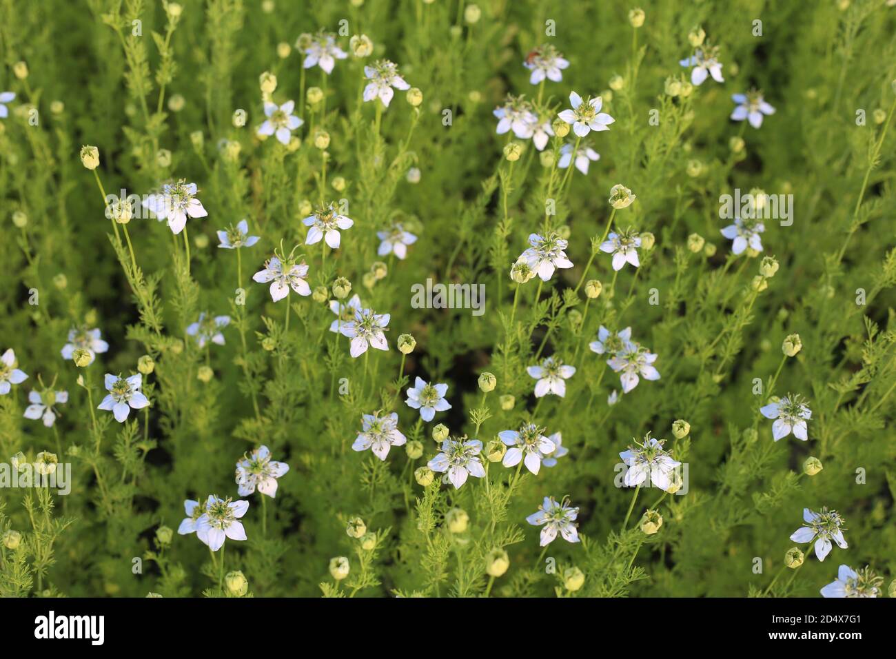Green black cumin plant growing on the field with flower Stock Photo ...