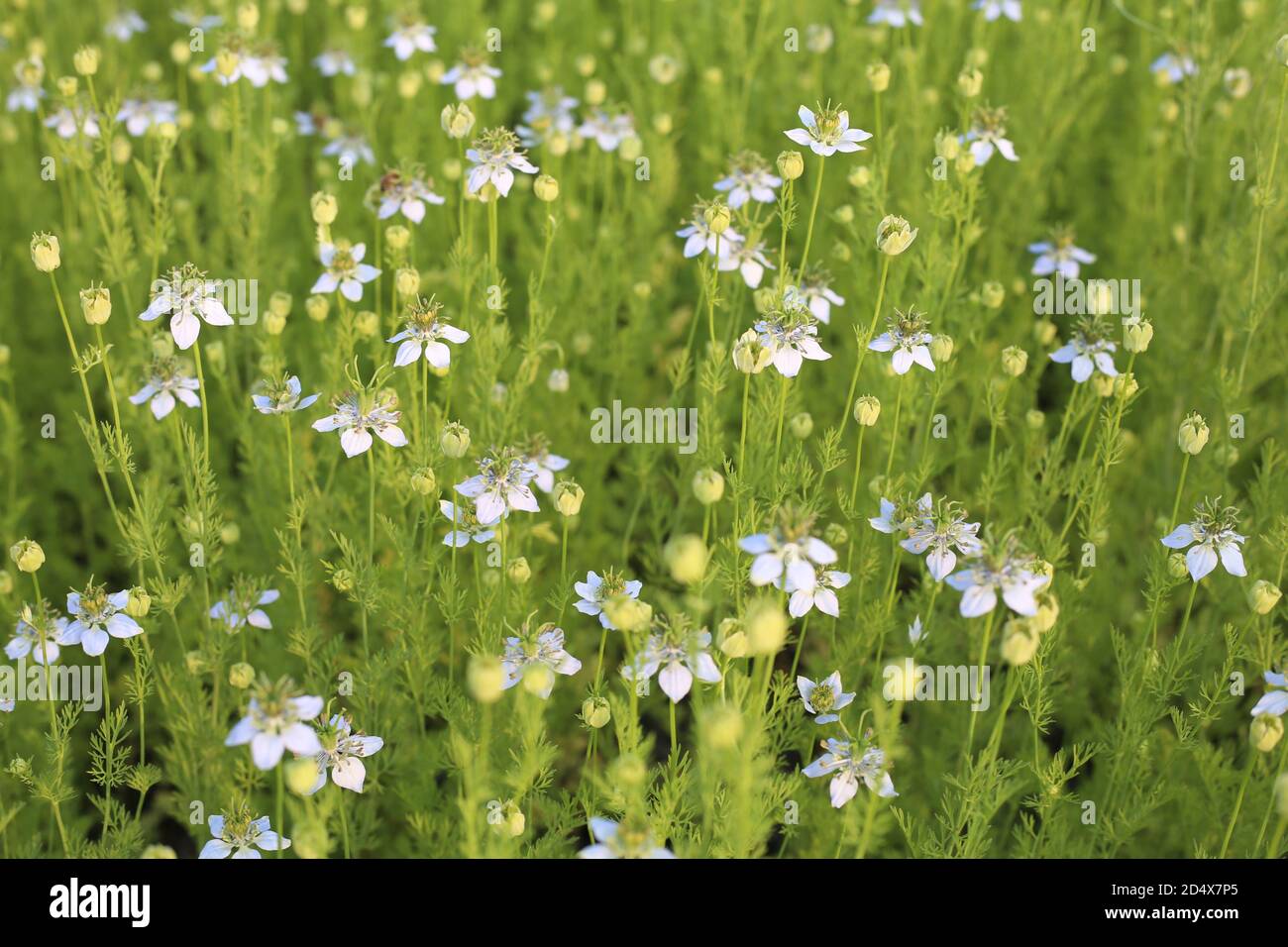 Black cumin seed benefits hi-res stock photography and images - Alamy