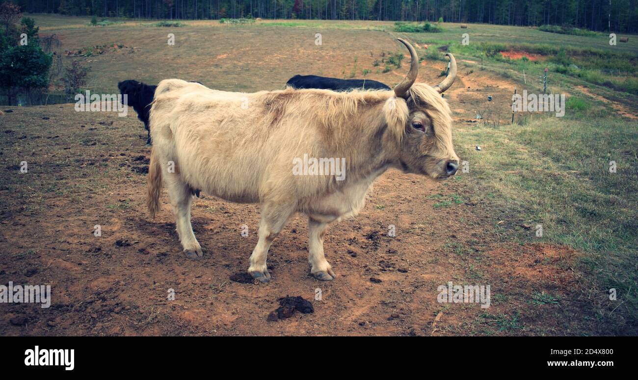 Focus on single Highland cow in the grazing field Stock Photo - Alamy