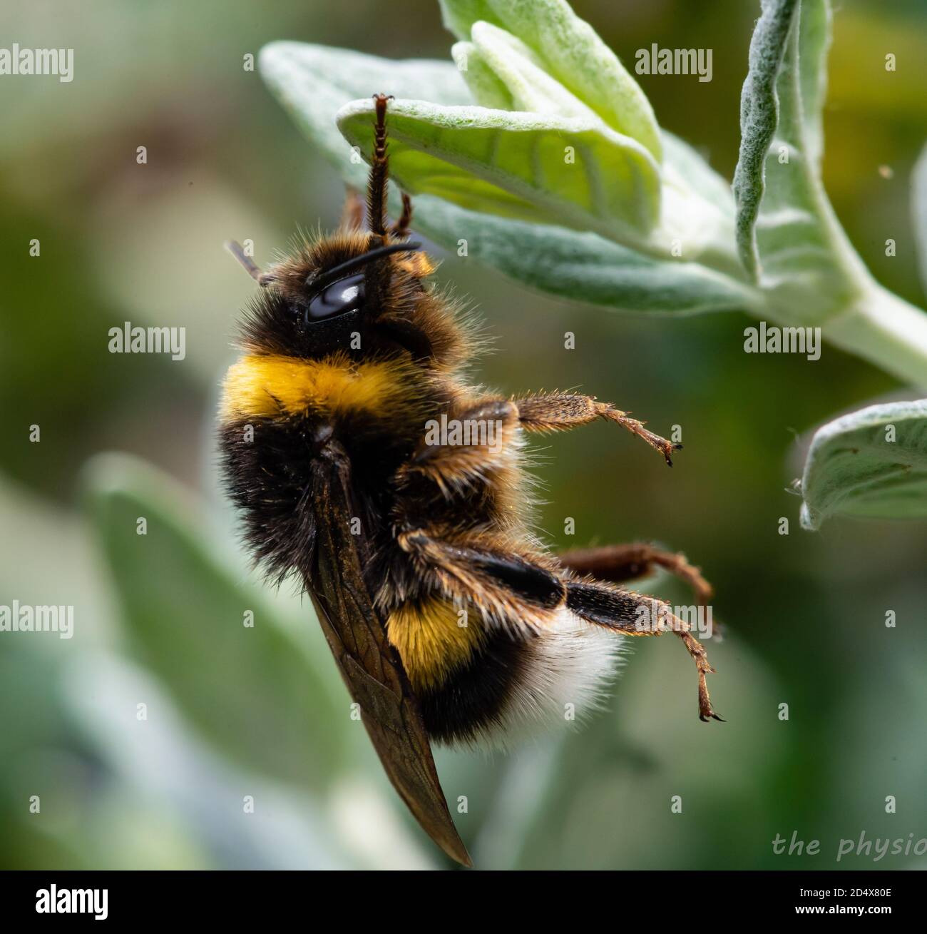 a bee doing exercise Stock Photo - Alamy