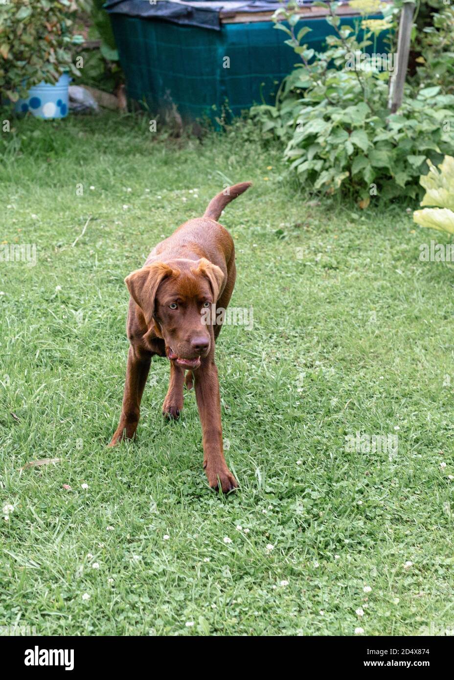 Running beautiful young brown hi-res stock photography and images - Alamy