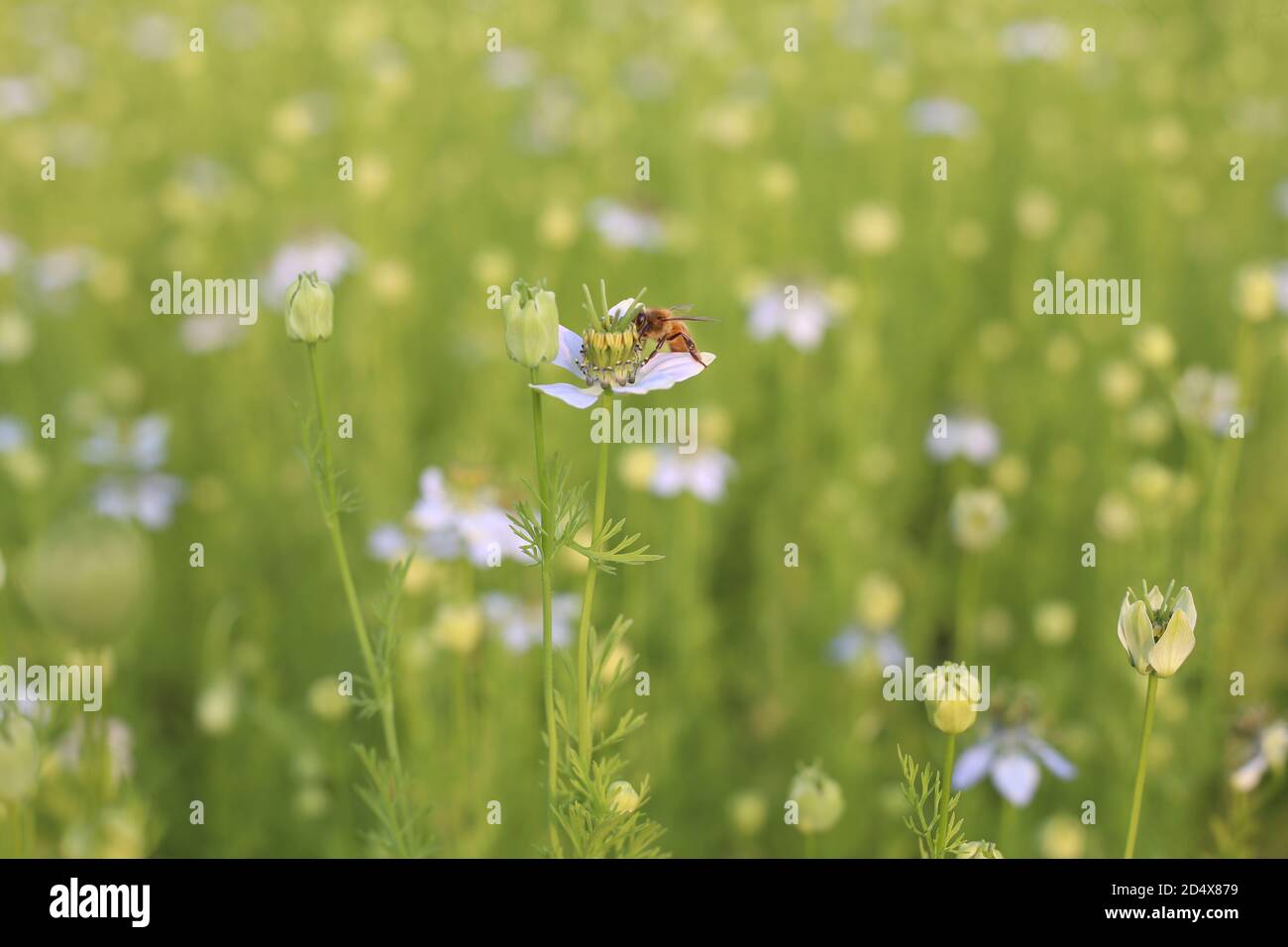 Green black cumin plant growing on the field with flower Stock Photo ...