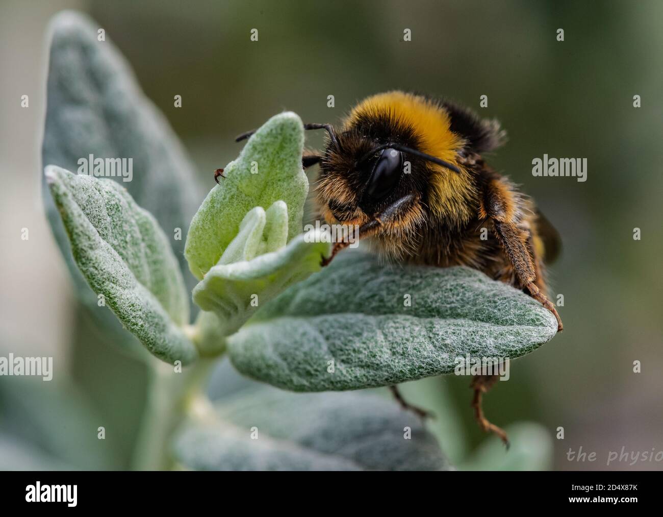 Abejas abejas hi-res stock photography and images - Alamy