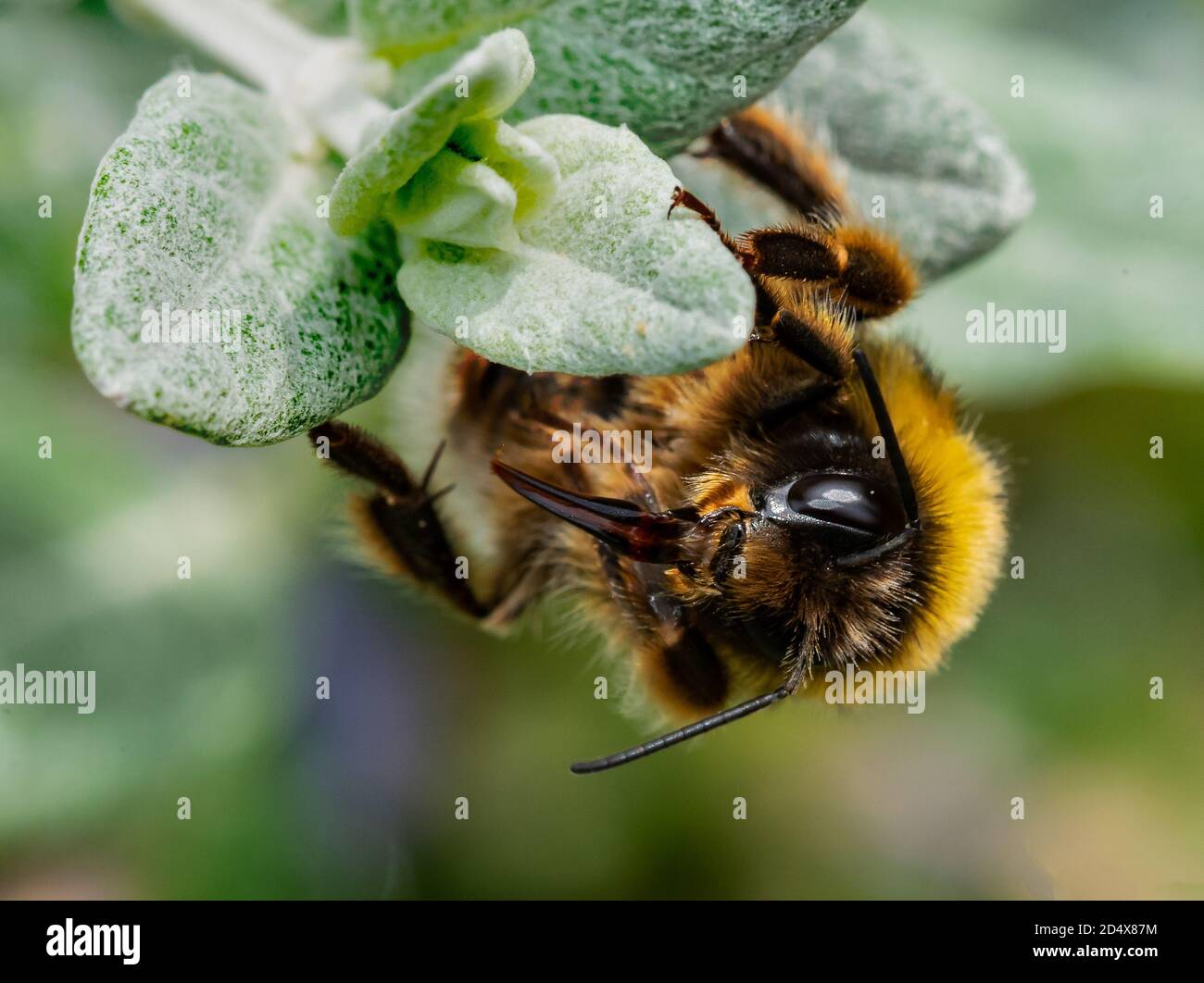a bee doing exercise Stock Photo - Alamy